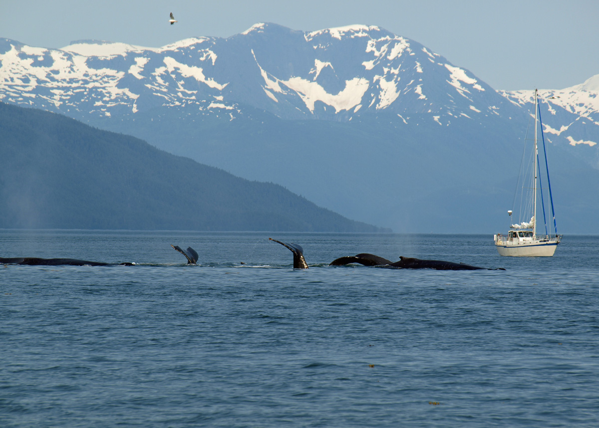 Whale Watching in Southeast Alaska - TravelswithKathySlamp